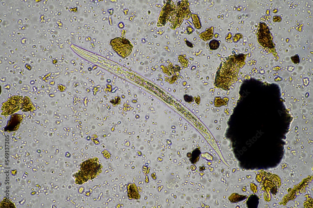 microorganisms and soil biology, with nematodes and fungi under the ...