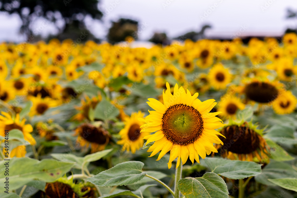 Sunflower crop farming in the state of Karnataka State in India Stock ...