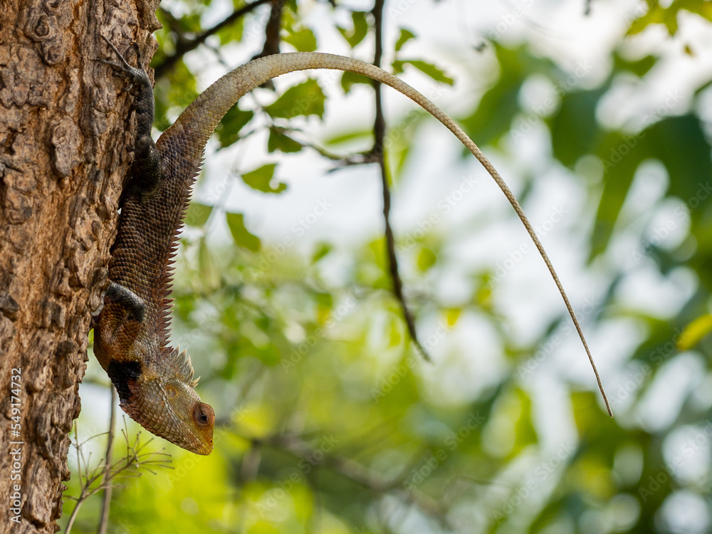 Oriental Garden Lizard aka Onthu reptile on tree Stock Photo | Adobe Stock