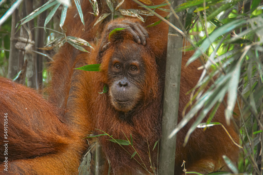 A juvenile sumatran orangutan or Pongo abelii spotted in the rainforest ...