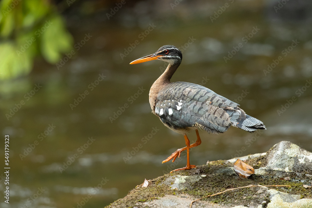 Sunbittern (Eurypyga helias) is a bittern-like bird of tropical regions ...
