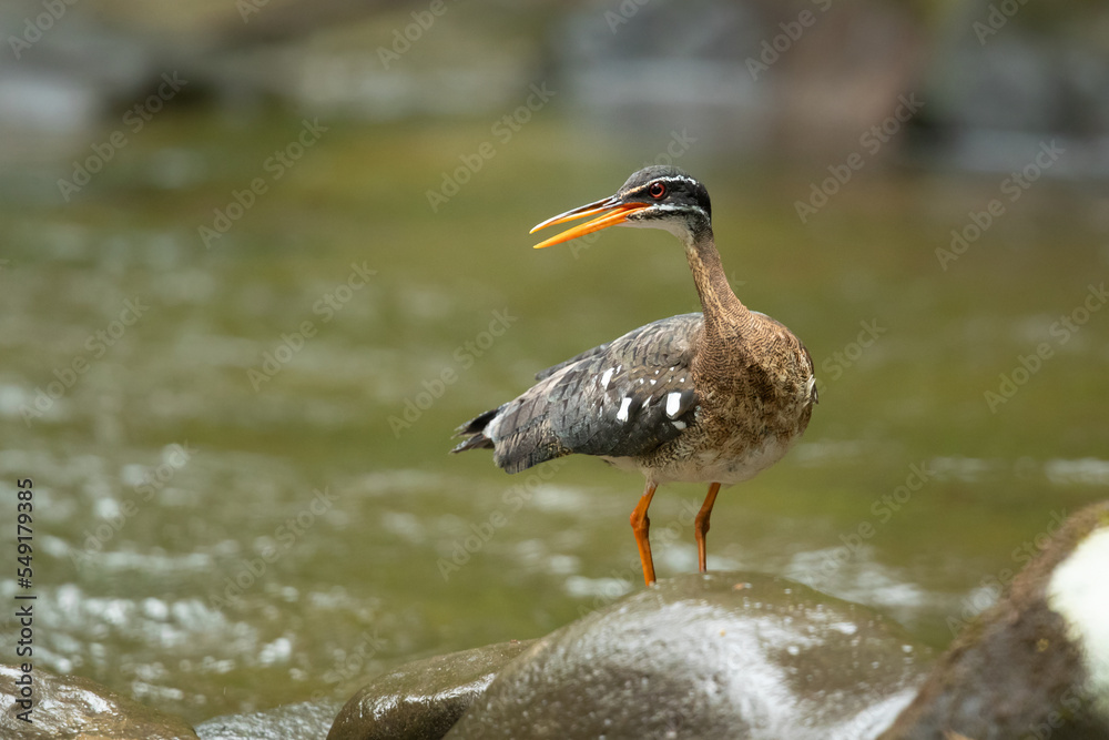 Sunbittern (Eurypyga helias) is a bittern-like bird of tropical regions ...