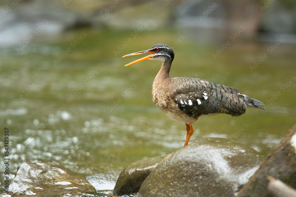 Sunbittern (Eurypyga helias) is a bittern-like bird of tropical regions ...