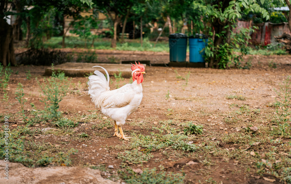 Beautiful purebred white choyin rooster in a yard, a beautiful white ...