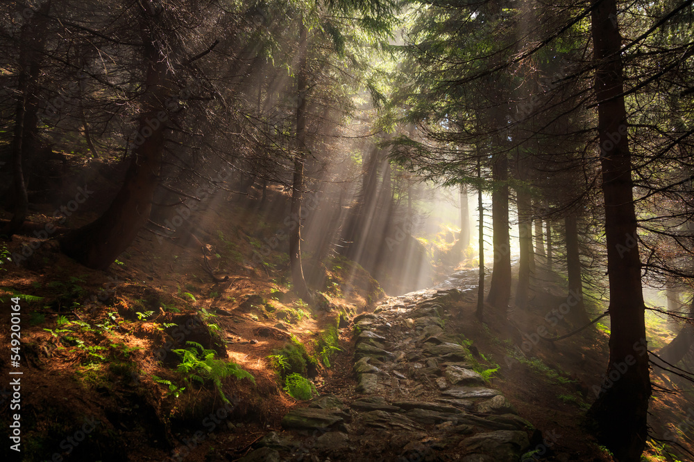 Forest landscape showing beams of light shine through the trees in a ...