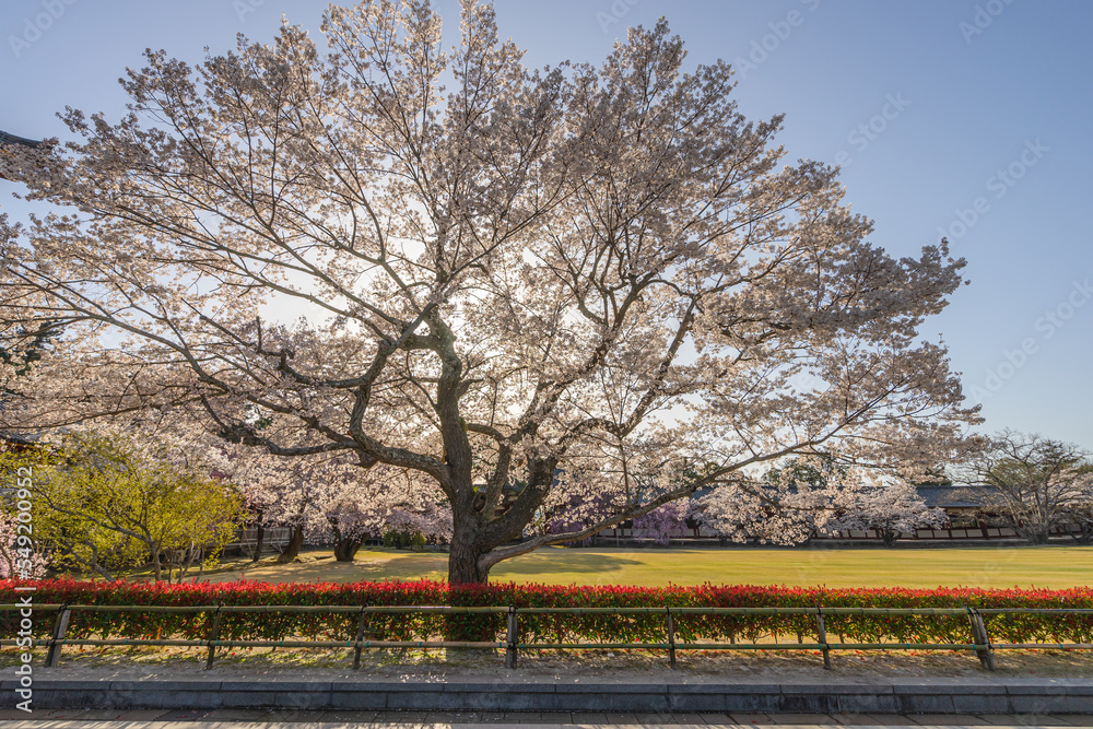 Beautiful fully cherry blossom tree wuth the sunlight shading the ...