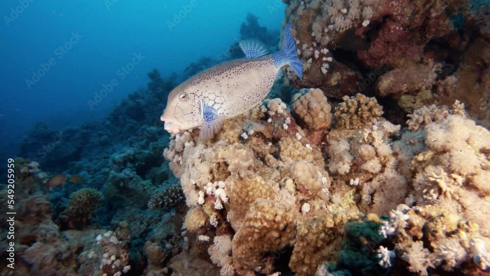 Stellate puffer fish swimming in coral reef underwater, close up ...