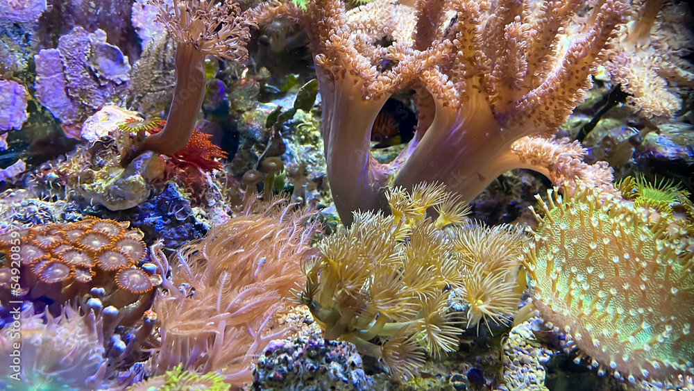 Die unterschiedlichsten Arten und Formen von Korallen in einem ...