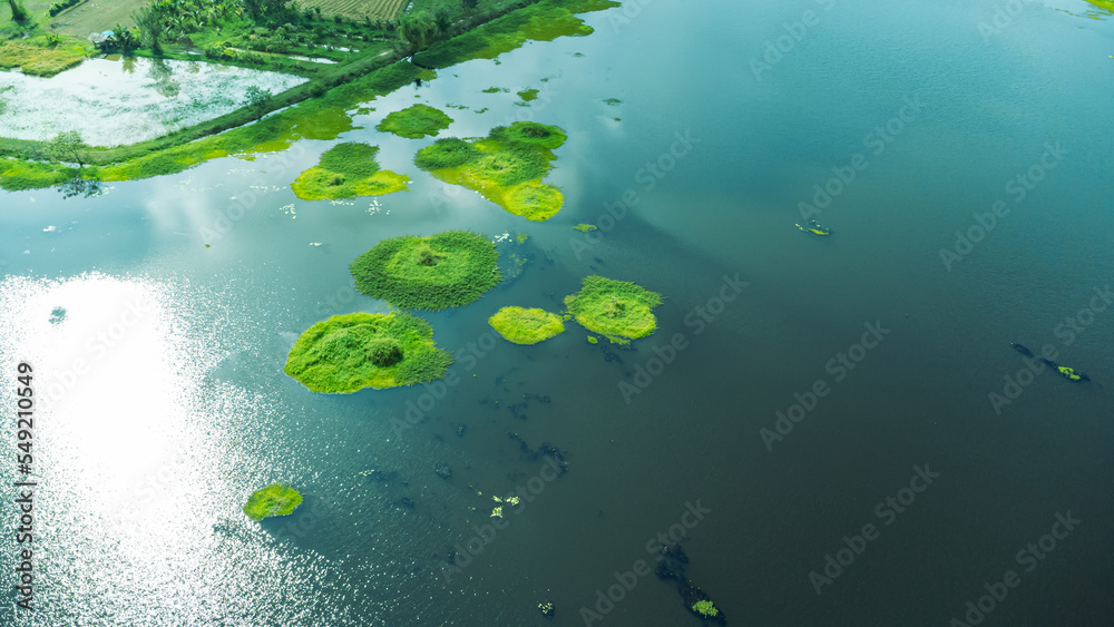splendor of aquatic plants. a group of plants that grow on the surface ...