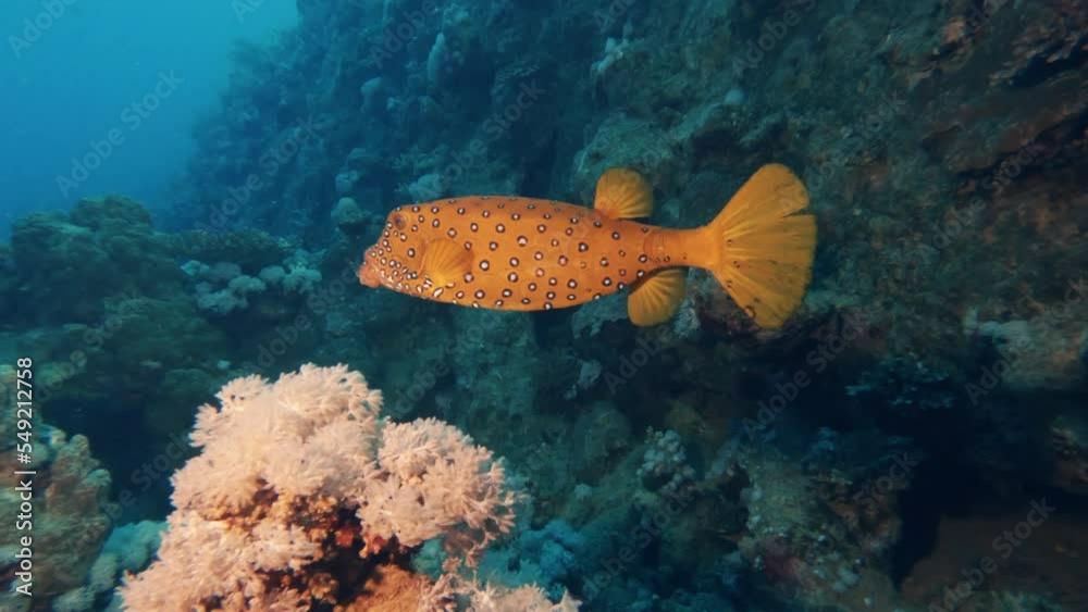 Yellow boxfish swimming in coral reef, ocean underwater exploring ...