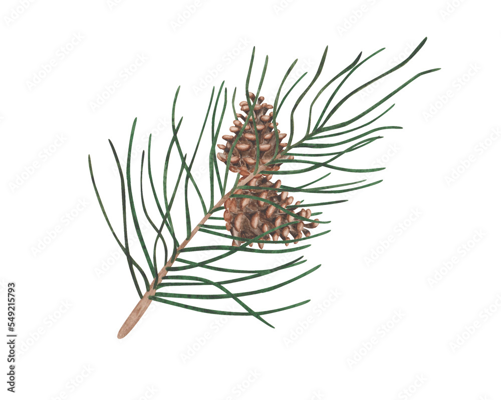 Pine Tree Branch Clip Art