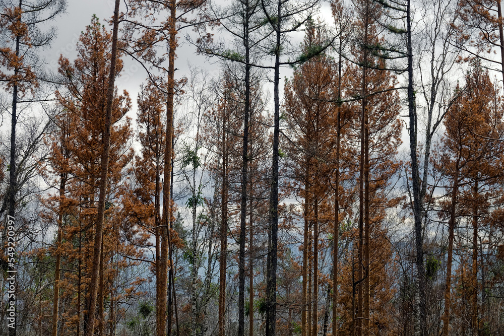 Fire-damaged forest, boreal forests. Burnt boreal forests. Wildfire low ...