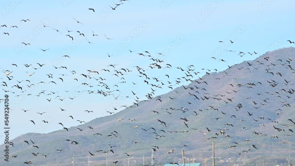 Vidéo Stock Group dance of flying Greater white-fronted goose ...