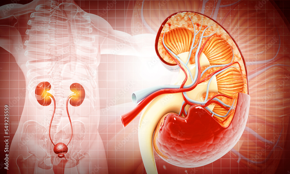 human kidney cross-section, Medically accurate 3d illustration Stock ...