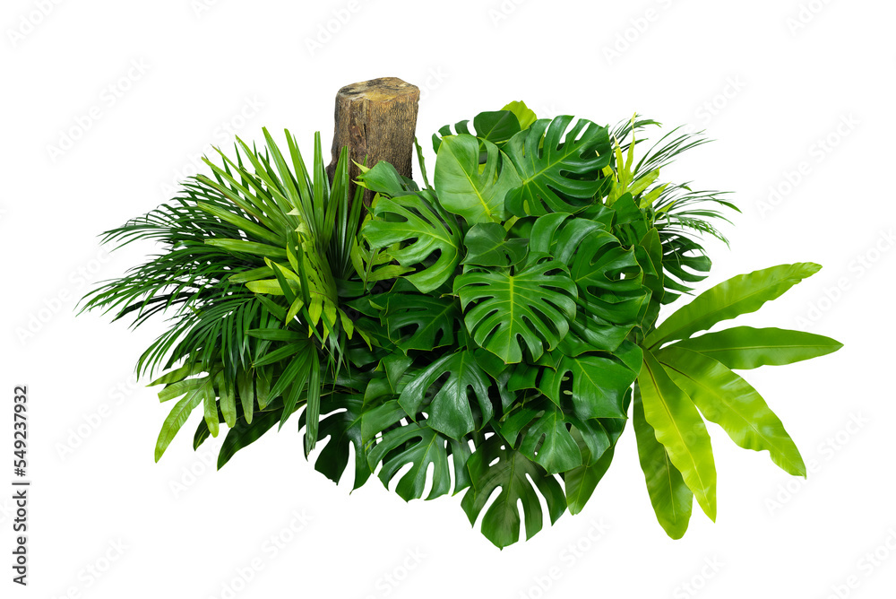 Plant leaves Green nature Tropical forest isolated on transparent ...