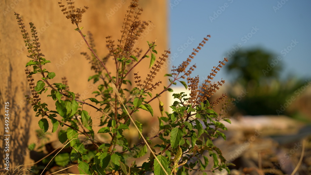 Tulsi or Holy basil tree in garden outdoor on sunny day black ...