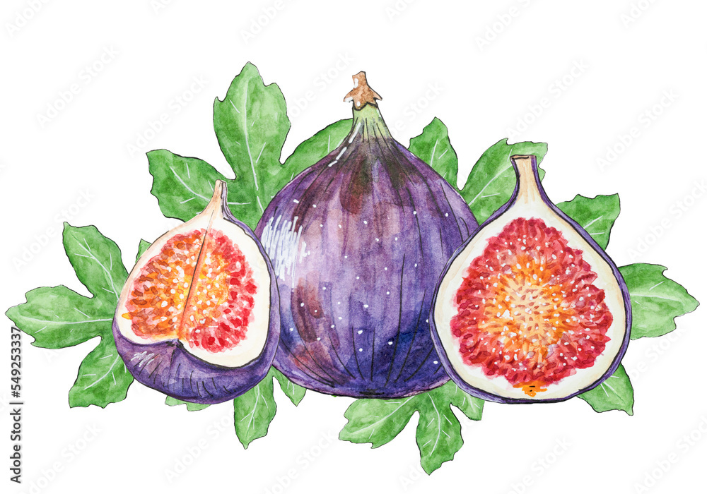 Fig illustration. Whole fig, cut at half fig and a quarter with ...