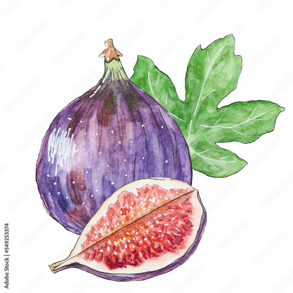 Fig illustration. Whole fig and a quarter with seed, design elements ...