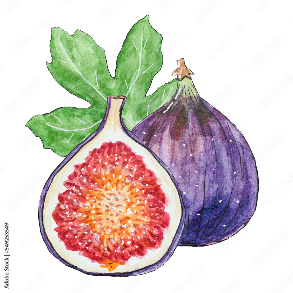 Fig fruit cartoon illustration. Cutted half of the whole fig fruit and ...