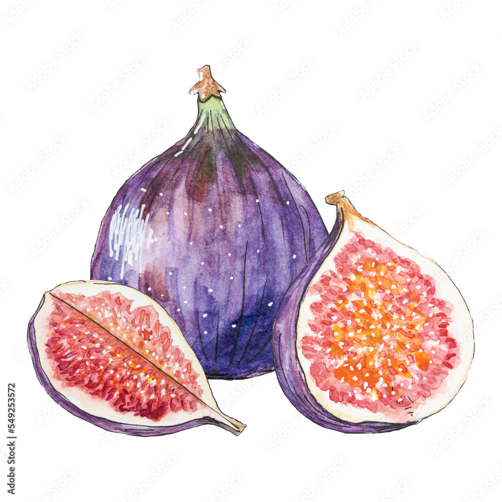 Fig fruit illustration. Whole fig, half of the fig fruit and a quarter ...