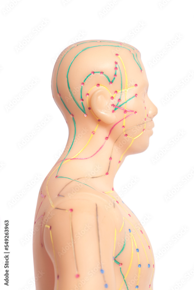Medical acupuncture model of human Stock Photo | Adobe Stock