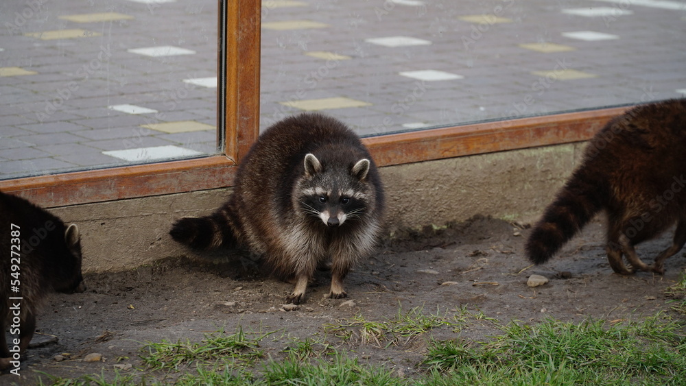 Raccoon in the zoo. Shelter. Animal life in captivity. Animals behind ...