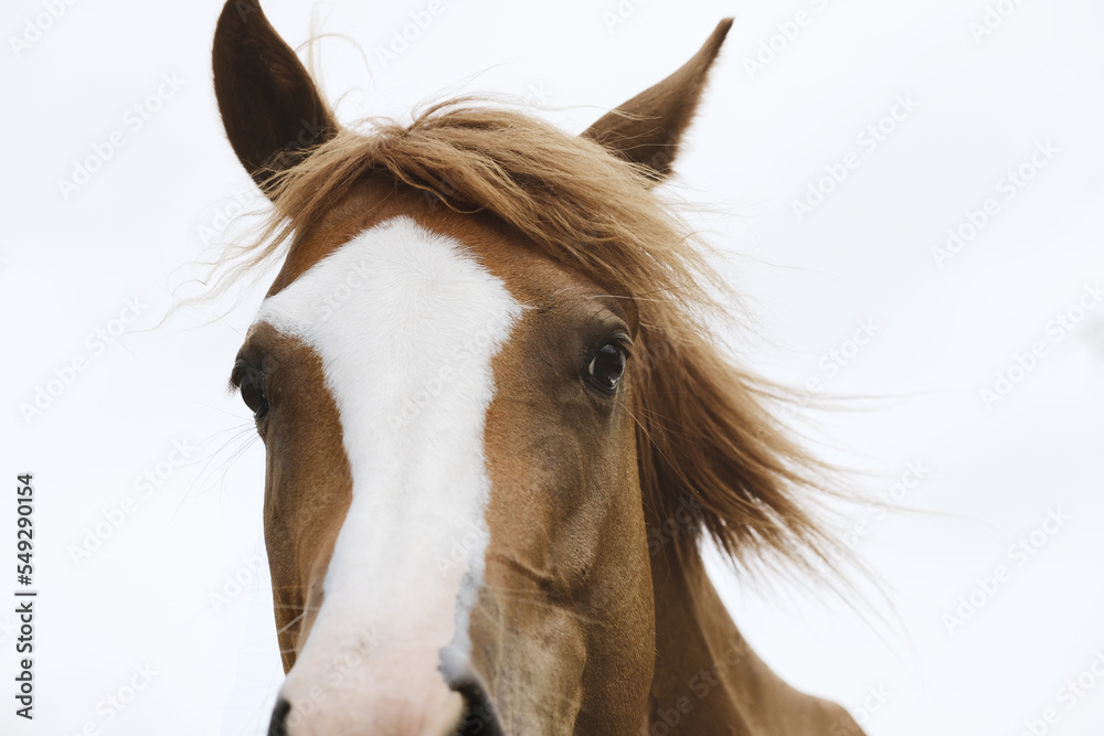 Sorrel blaze face mare horse with mane blowing in windy weather ...