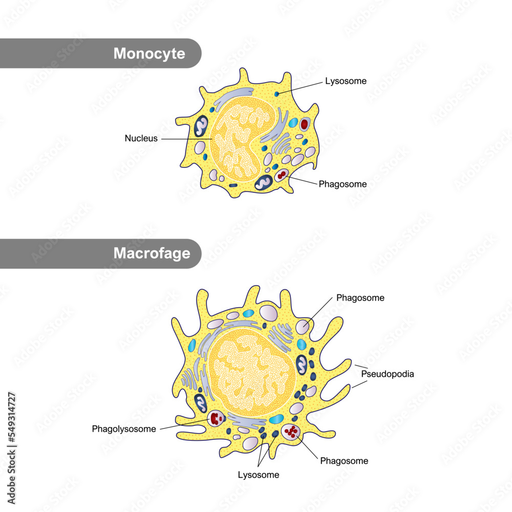 The structure of the monocyte and macrophage. White blood cell immunity ...