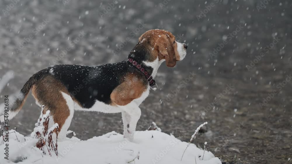 Lovely beagle puppy on coast river under falling snow at winter. Cute ...