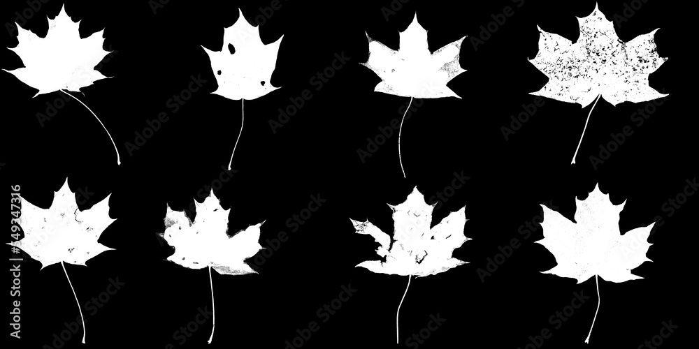 8K plant leaf opacity map texture. Leaf mask texture. Black and white ...