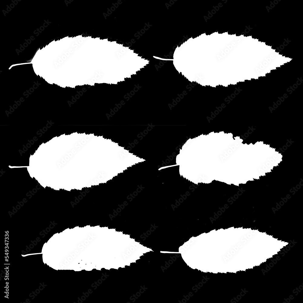 8K plant leaf opacity map texture. Leaf mask texture. Black and white ... 8K plant leaf opacity map texture. Leaf mask texture. Black and white ...
