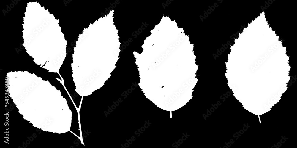 8k Plant Leaf Opacity Map Texture Leaf Mask Texture Black And White