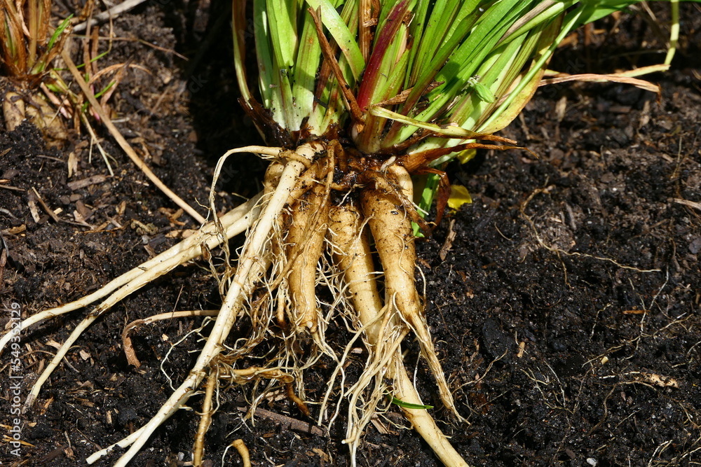 The edible tuber of the Murnong or Yam Daisy an Australian Native bush ...