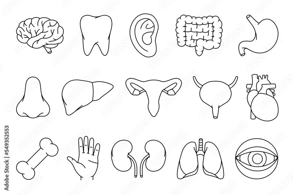 Human organs outline set. Brain, tooth, ear, intestines, stomach, nose ...