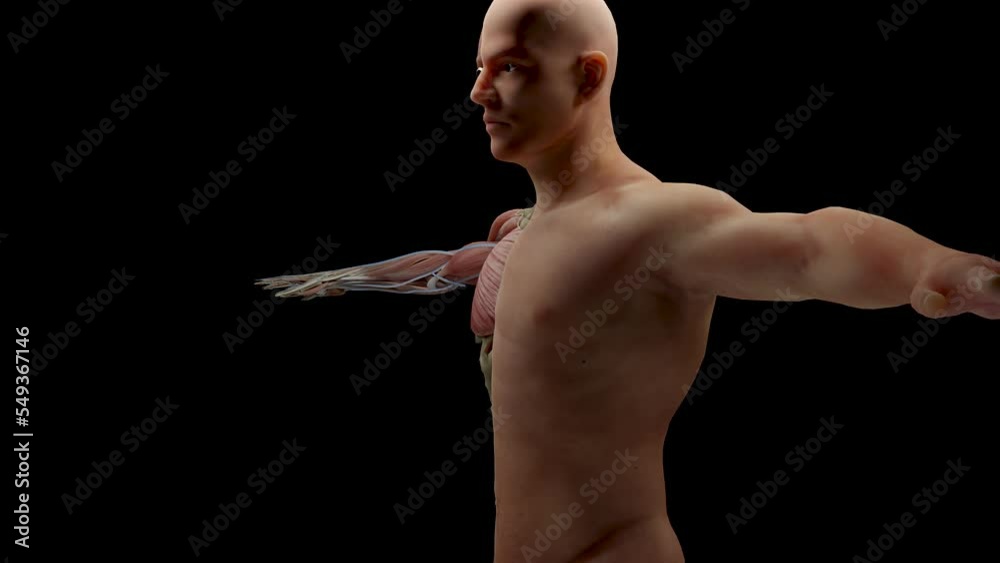 Human anatomy, muscles, organs, bones. Creative color palettes and ...
