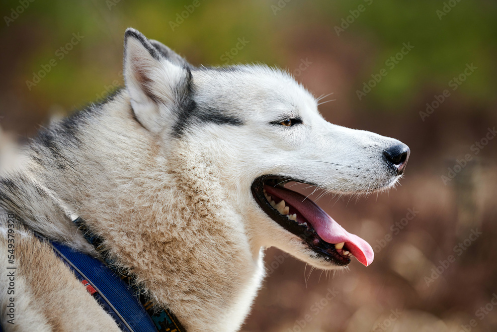 Siberian Husky dog profile portrait with black gray white coat color ...