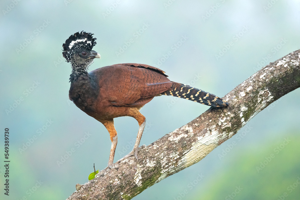Great curassow (Crax rubra) is a large, pheasant-like bird from the ...