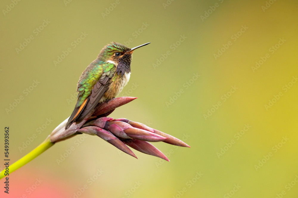 Volcano hummingbird (Selasphorus flammula) is a species of hummingbird ...