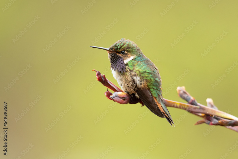 Volcano hummingbird (Selasphorus flammula) is a species of hummingbird ...