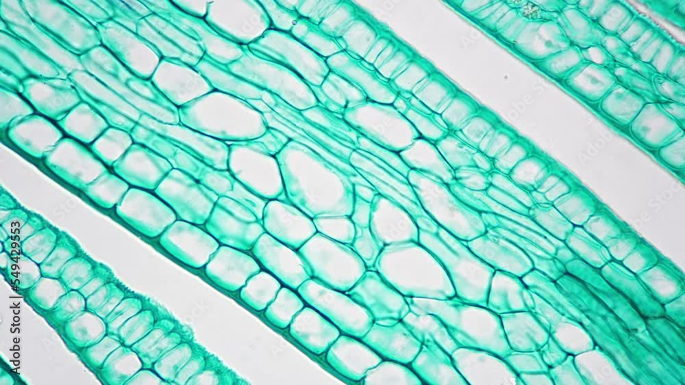 Microscopic view of fruit of ficus carica in transversal section ...