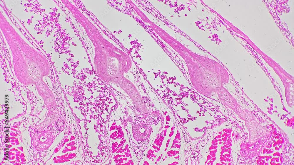 Isolated macro view of fish gill in cross section filmed under ...