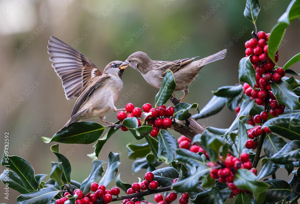 footage of birds in the holly trying to dominate the situation! Stock ...