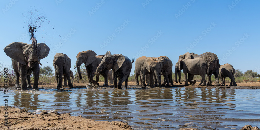 Elephants drinking and taking a bath in a waterhole in Mashatu Game ...