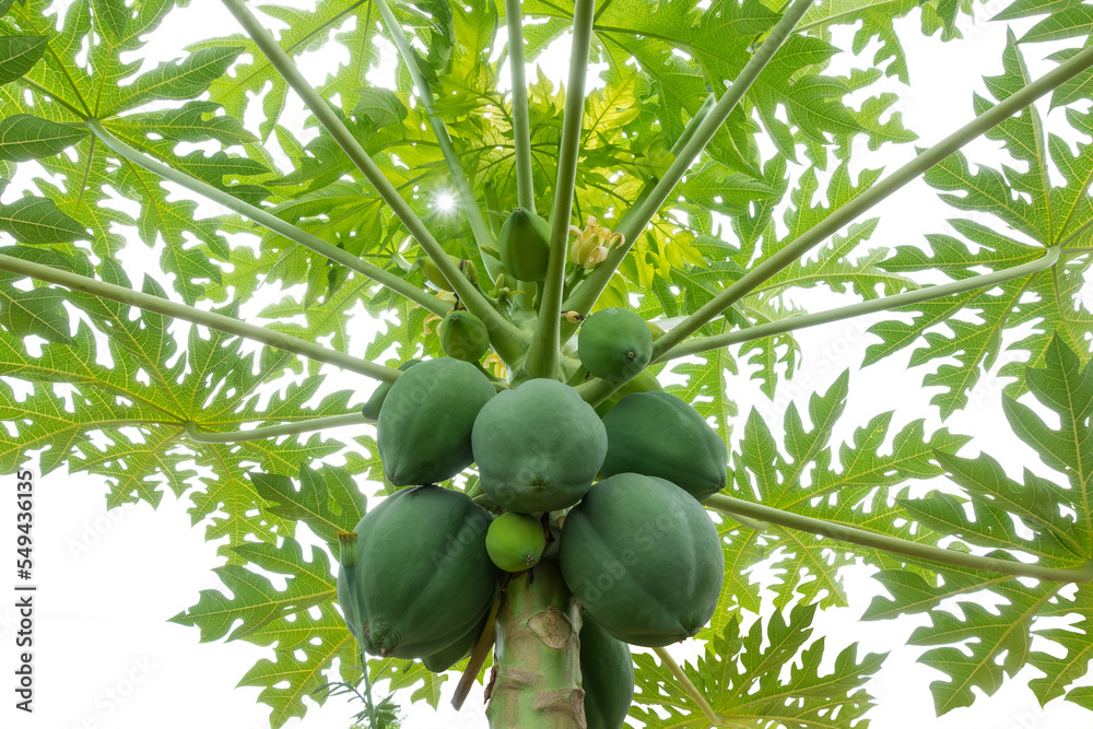 Dwarf Papaya Tree