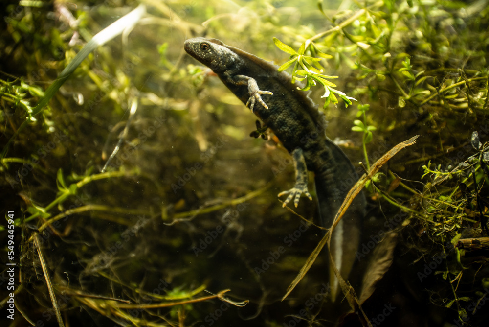 Italian crested newt (Triturus carnifex) male between aquatic plants ...