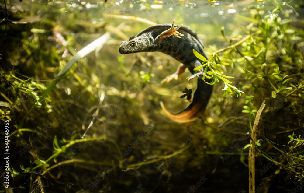 Italian crested newt (Triturus carnifex) male between aquatic plants ...