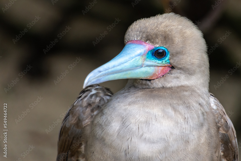 Portrait of a red-footed booby (sula sula), known for its colourful ...