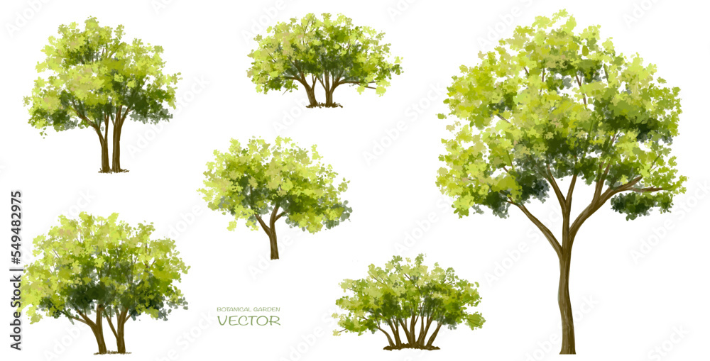 Vector watercolor of tree side view isolated on white background for ...