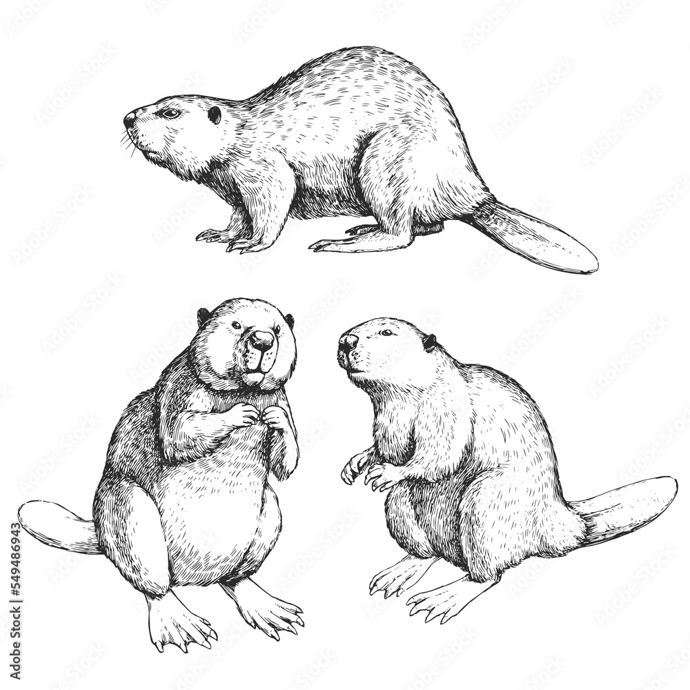 Vector hand-drawn set of illustrations of beavers isolated on a white ... Vector hand-drawn set of illustrations of beavers isolated on a white ...
