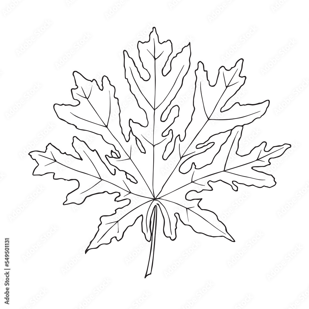 Hand drawn Papaya Leaf. Vector illustration in outline style on ...